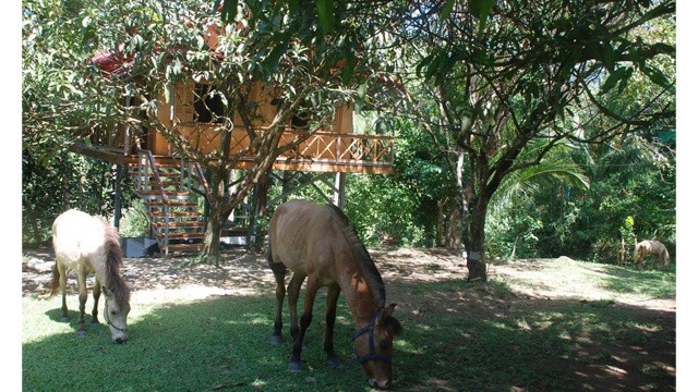 Paninap Farms in Tanay, Rizal