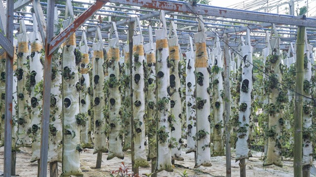 Queens Strawberry Farms | Yummy.ph