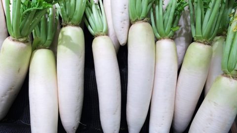 What Is Labanos And How To Use It In Dishes