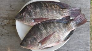 This Is The Difference Between Pla Pla And The Tilapia