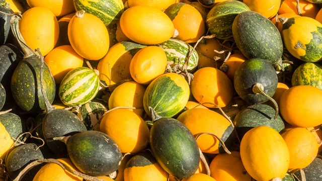 What Are Ornamental Pumpkins And Can You Eat Them