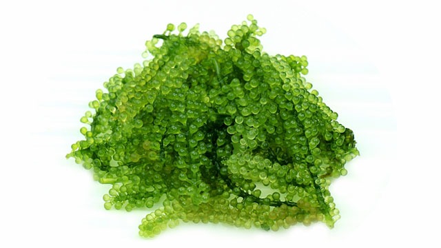 What's The Difference: Pako Vs. Lato