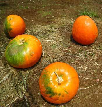 Kalabasa In English Kalabasa | Delicious In Soups! | Poupetta | Flickr